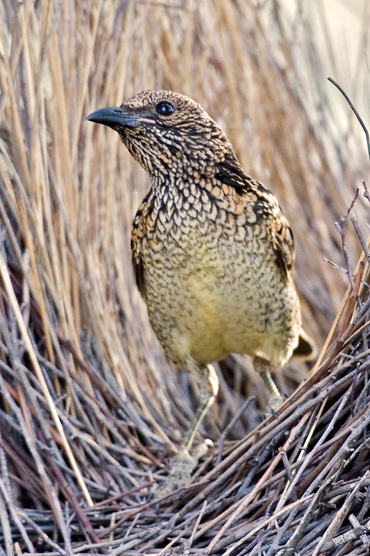 sohnjoo's photography