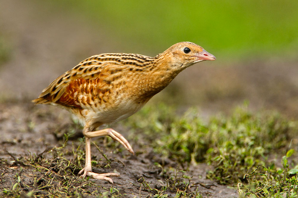 sohnjoo's photography