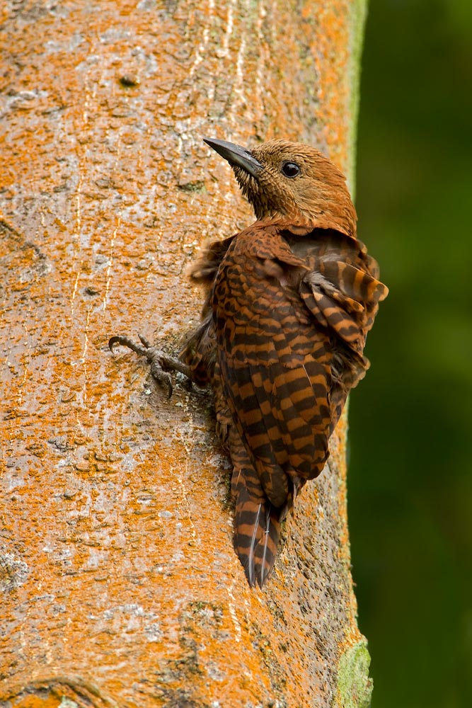 sohnjoo's photography